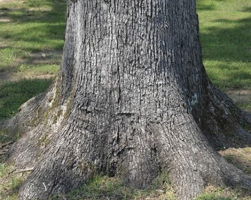 Tree Health Assessment and Treatment – Windy City Tree Service