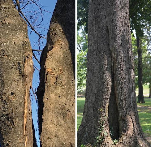 Tree Health Assestments and Treatment – Windy City Tree Service